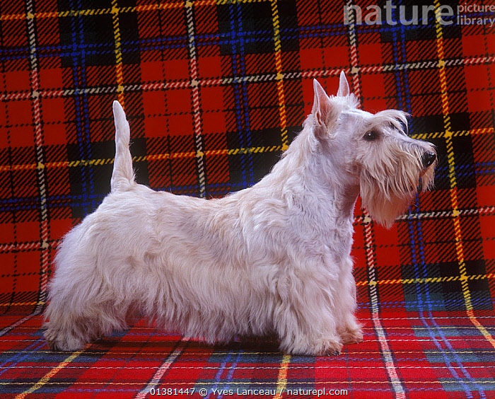 Stock photo of Domestic dog, Scottish Terrier / Aberdeen Terrier, white ...