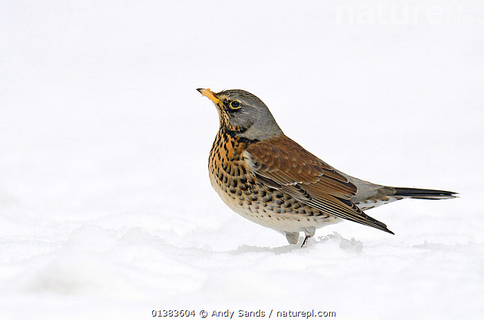 Stock photo of Fieldfare (Turus pilaris) portrait against snow ...