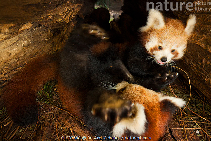Stock photo of Red panda (Ailurus fulgens), cubs playing in breeding ...