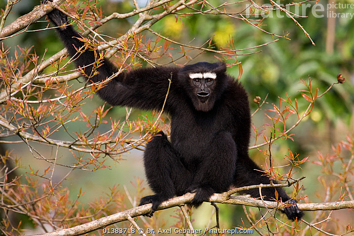 Stock photo of Hoolock gibbon (Bunopithecus / Hoolock hoolock ...