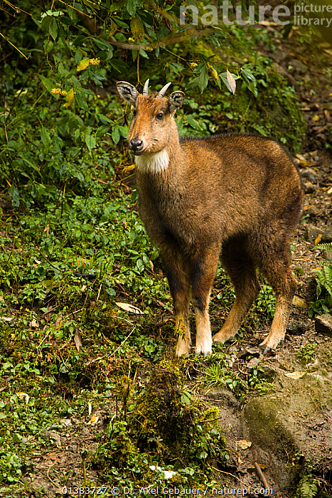 Stock photo of Himalayan / Gray goral (Naemorhedus goral), captive ...