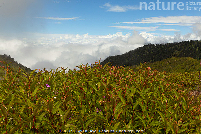 Stock photo of Sikkim knotweed (Polygonum molle) newly discovered food ...
