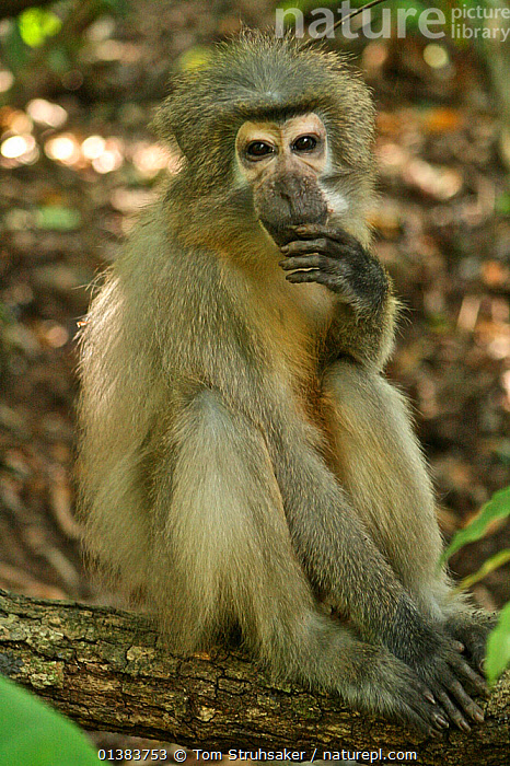 Stock photo of Sanje Mangabey Monkey (Cercocebus galeritus sanjei ...