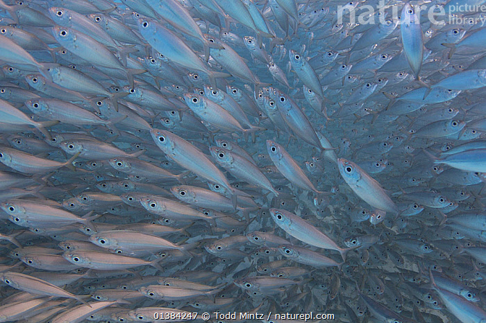 Stock photo of Dense shoal of Scad fish / Horse mackerel (Trachurus ...