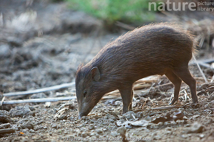 Stock photo of Pygmy Hog (Porcula salvania) foraging. Captive, member ...