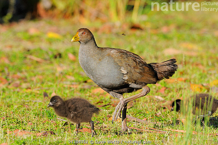Stock photo of Tasmanian native hen (Tribonyx / Gallinula mortierii ...