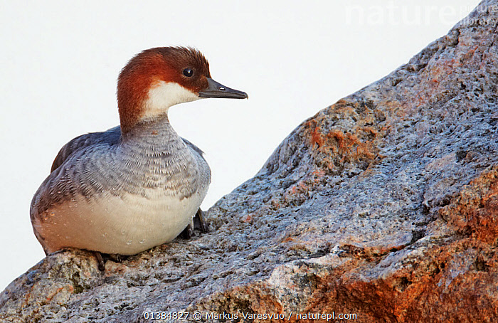 Stock photo of Smew (Mergus albellus) female sitting on rock, Kuusamo ...