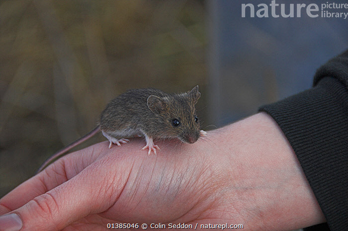 Stock photo of Young hand raised House mouse (Mus musculus) on persons ...