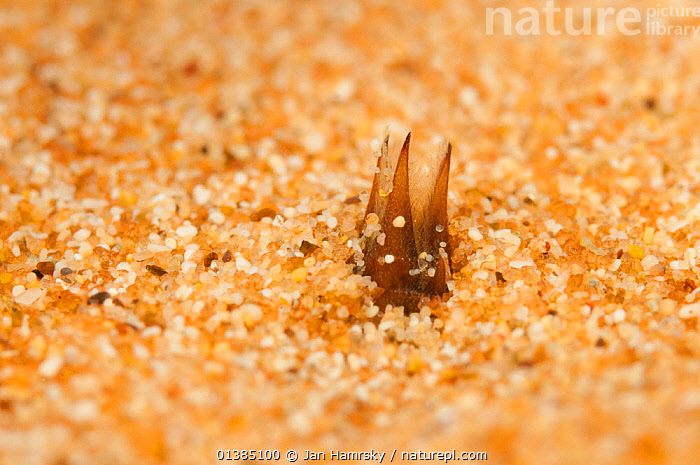 Stock photo of Spike-tail Dragonfly larva (Cordulegastridae), hidden in ...
