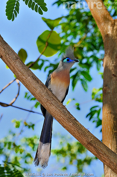 Stock photo of Crested coua (Coua cristata) perched in forest canopy ...