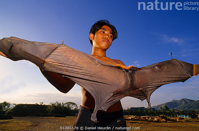 Stock photo of Giant golden-crowned flying fox / Golden capped fruit ...