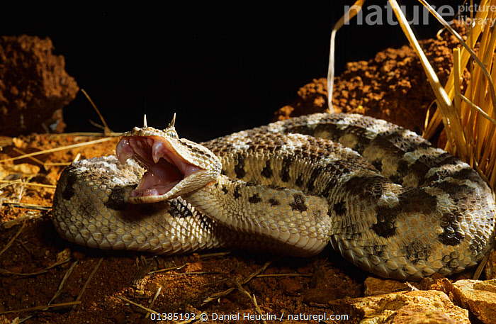 Desert Horned Viper Attack Viper African Desert Viper Cerastes Hi Res