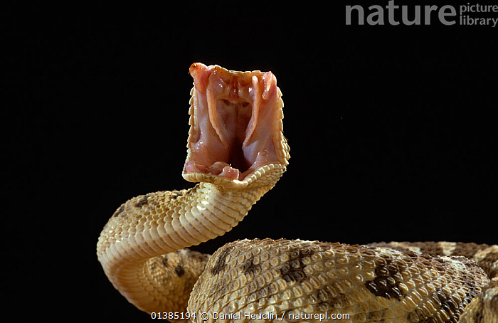 Desert Horned Viper Attack