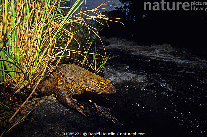 Stock photo of Goliath frog (Conraua goliath) sitting on rock on edge ...
