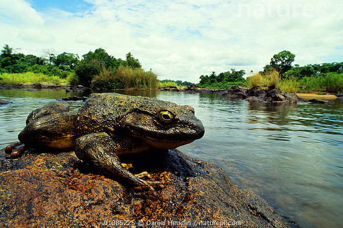 Stock photo of Goliath frog (Conraua goliath) sitting on rock on side ...