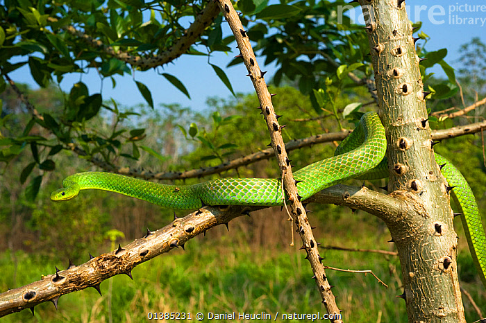 Stock photo of Green tree snake (Phyllodryas viridissima) moving along ...