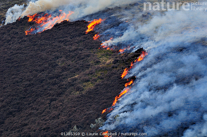 Stock photo of Muir burning - controlled burning of heather in spring ...