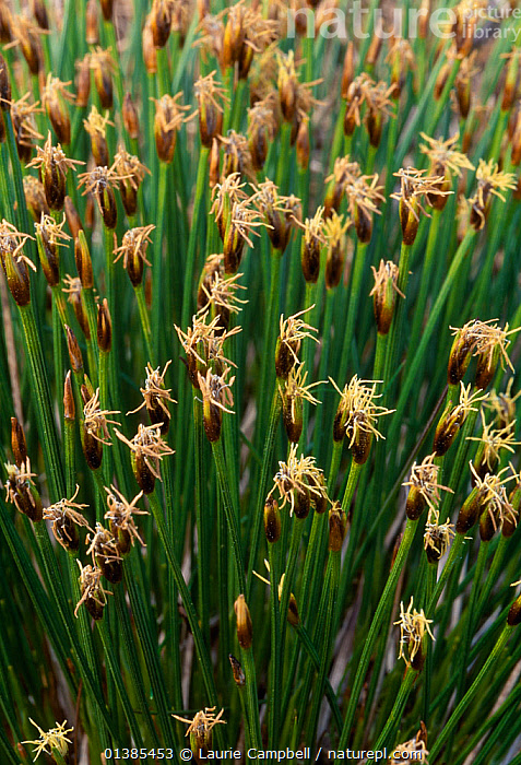 Stock photo of Deer grass (Trichophorum cespitosum) flowering ...
