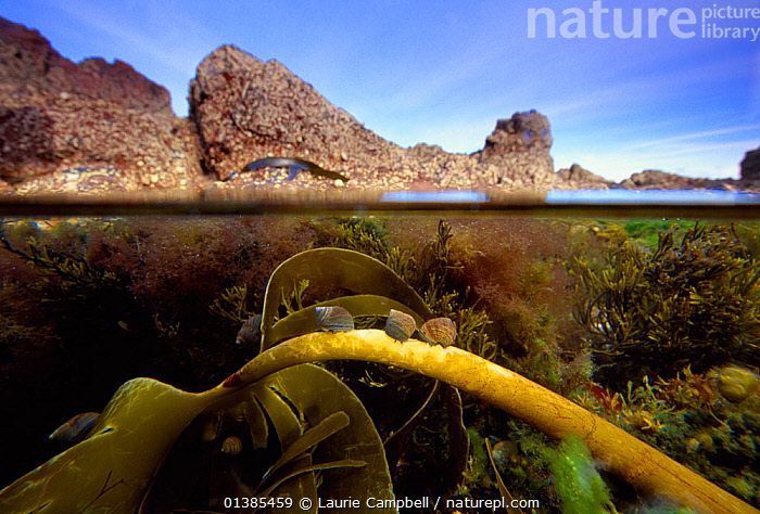 Stock photo of Split level view into rockpool showing Edible ...