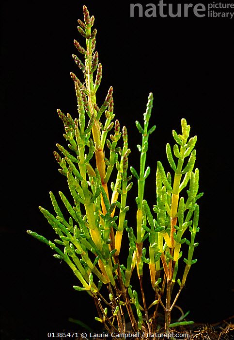 Stock photo of Glasswort / Marsh samphire (Salicornia europaea ...