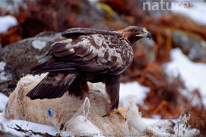 Stock photo of Golden eagle (Aquila chrysaetos) female on dead sheep ...
