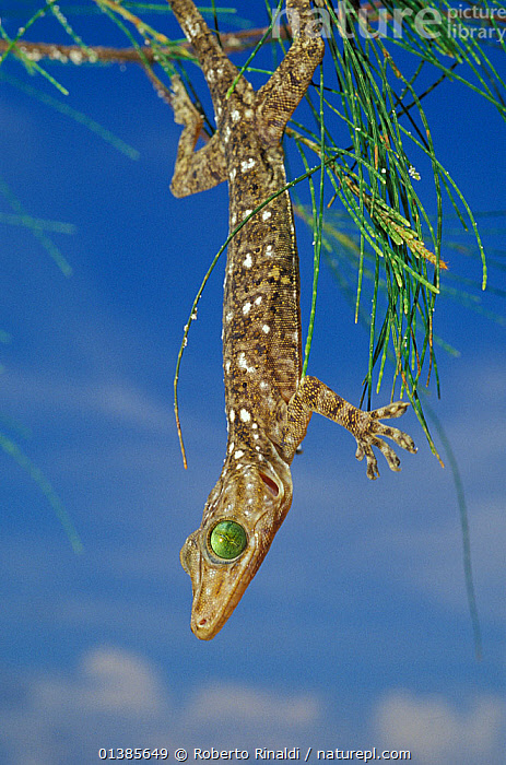Stock photo of Smiths green eyed gecko (Gecko smithii) in tree ...