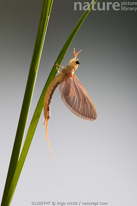 Stock photo of Mayfly (Palingenia longicauda) hanging on leaf and ...