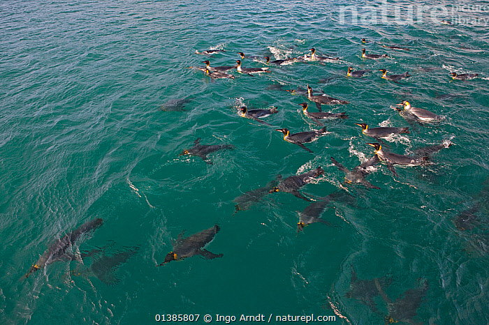 Stock photo of King Penguin (Aptenodytes patagonicus) swimming on water ...