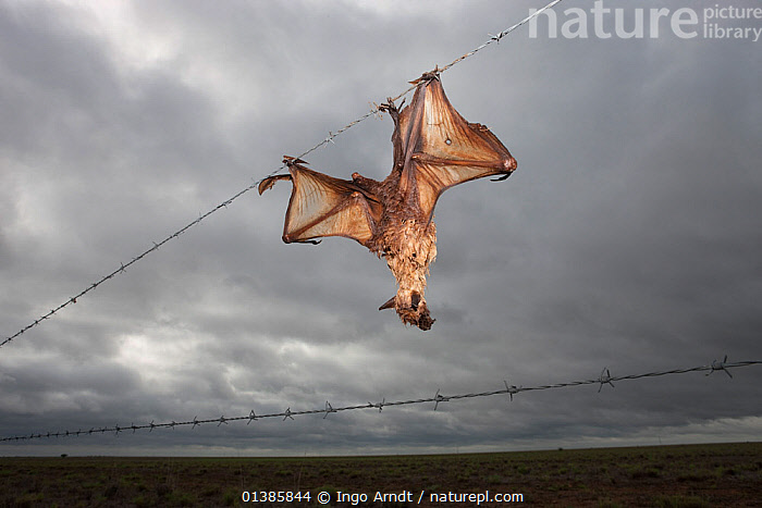 Stock photo of Flying fox (Pteropus genus) caught on barbed wire fence ...
