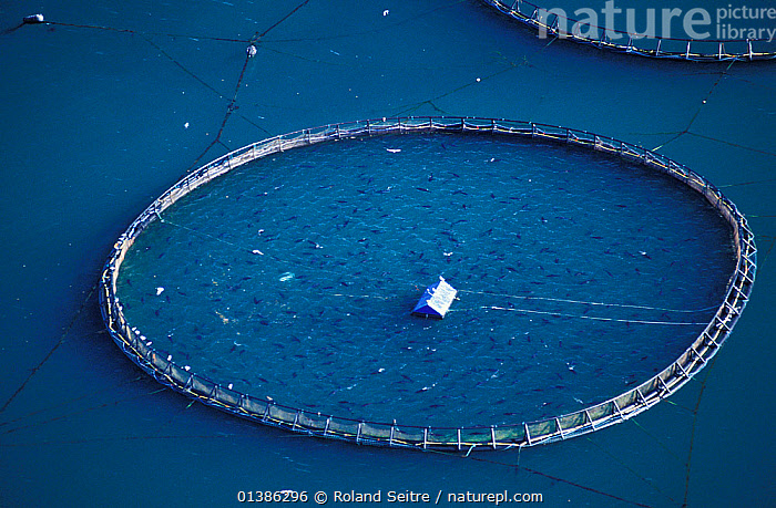 Stock photo of Aerial view of fish cage for fish farming Southern ...