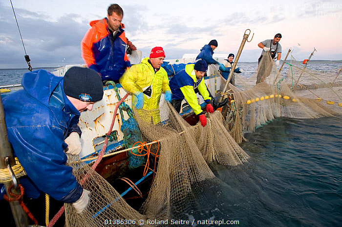 Stock photo of Netting fish at Southern bluefin tuna (Thunnus maccoyii ...