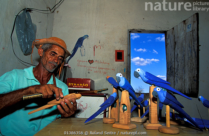 Stock photo of Wooden sculptures of Spix's macaw (Cyanopsitta spixii ...