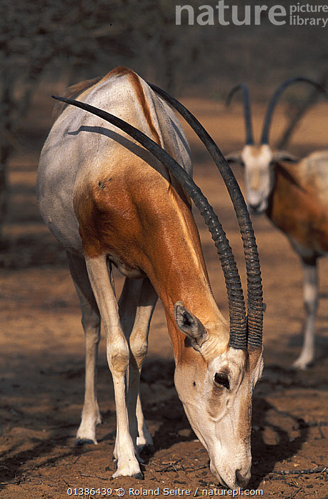 Stock photo of Scimitar Oryx (Oryx dammah) at the breeding program at ...