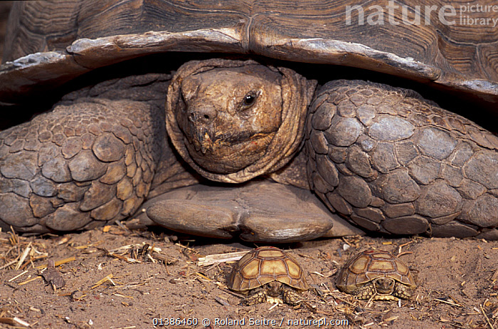 Stock photo of African spurred tortoise (Centrochelys / Geochelone ...