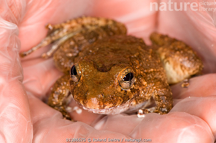 Stock photo of Frog (Strabomantis bufoniformis) held in hand at the El ...