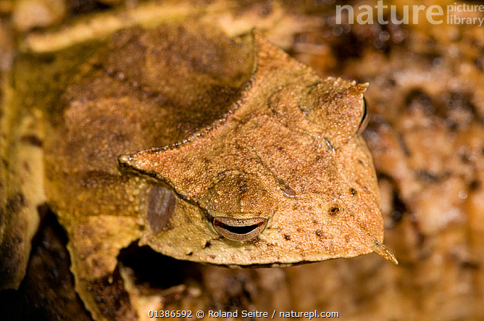 Stock photo of Banded Horned Treefrog (Hemiphractus fasciatus / Cerathyla panamensis) El ...