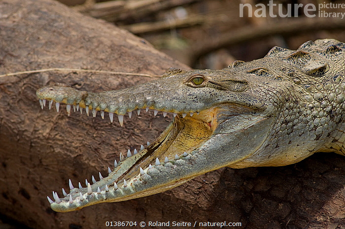 Stock photo of American Crocodile (Crocodylus acutus) seen on 'The ...