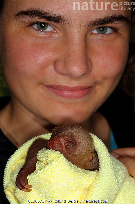 Stock photo of Girl holding baby Three-toed Sloth (Bradypus variegatus ...