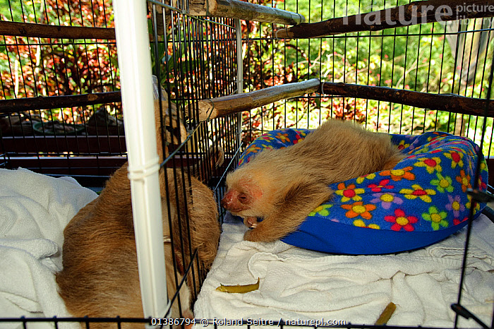 Stock photo of Hoffmann's Two Toed Sloth (Choloepus hoffmanni) babies ...