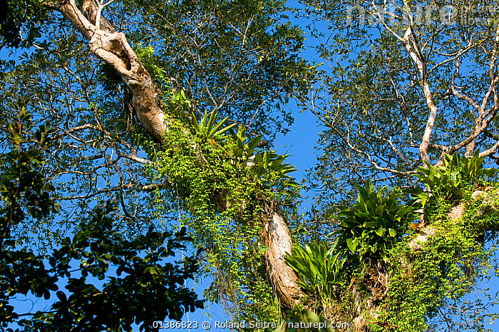 Stock photo of Tree and epiphytes, habitat of the Buffon's Macaw. Boca ...