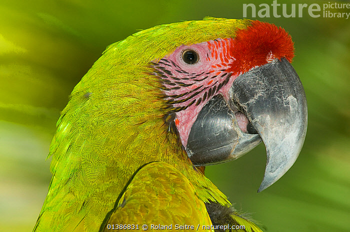 Stock photo of Great Green / Buffon's Macaw (Ara ambiguus) portrait ...