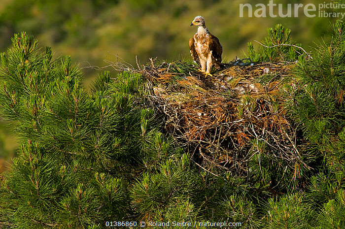 Spanish Imperial Eagle Nest