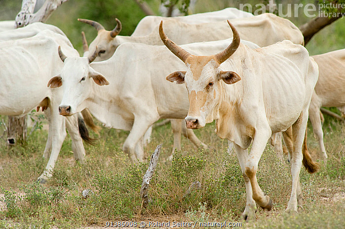 Stock photo of Cattle (Bos indicus) herd in Ishaqbini Reserve. Kenya ...