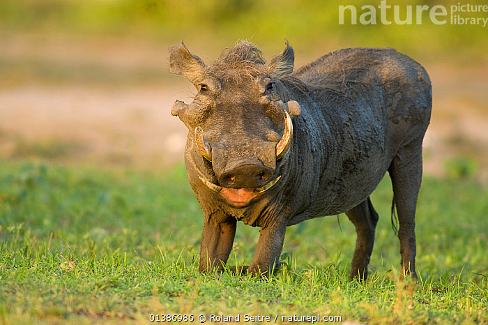 Stock photo of Desert Warthog (Phacochoerus aethiopicus delamerei), a ...