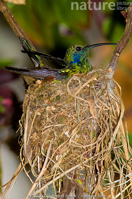 Photos De Colibri Violet Colibrí Ala De Sable Violáceo Violet