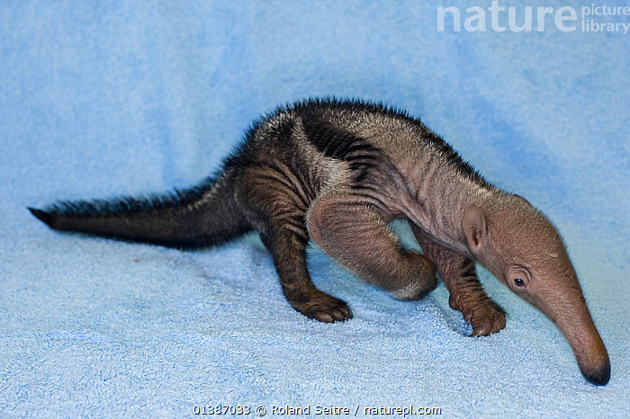 Stock photo of Baby Giant Anteater (Myrmecophaga tridactyla) at two ...