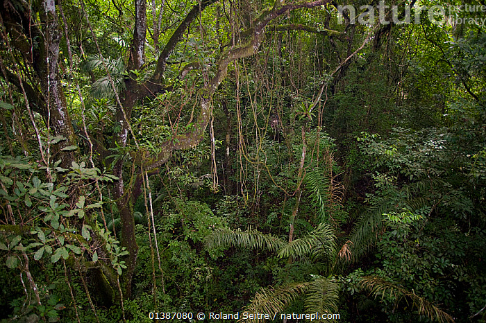 Stock photo of Creepers and vines the the forest conapy. Rainforest ...