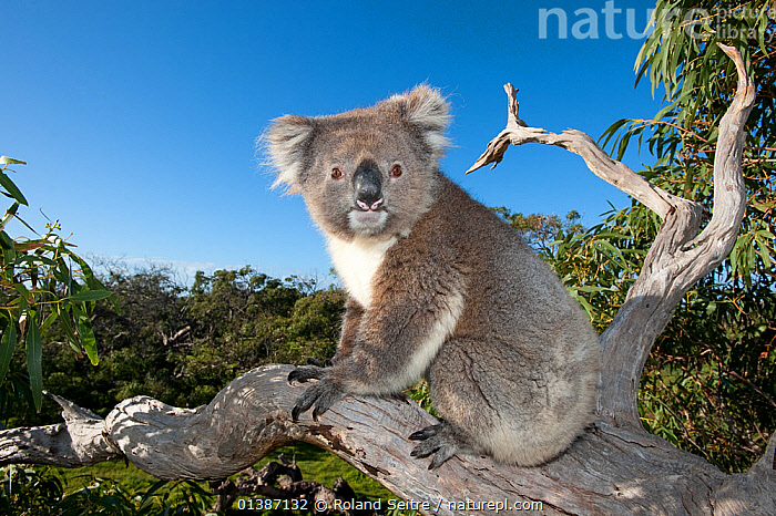 Stock photo of Koala (Phascolarctos cinereus) in eucalyptus tree ...