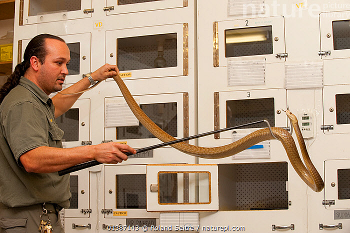 Stock photo of Roberto Bolanos, snake keeper, handling a captive Taipan (Oxyuranus…. Available ...
