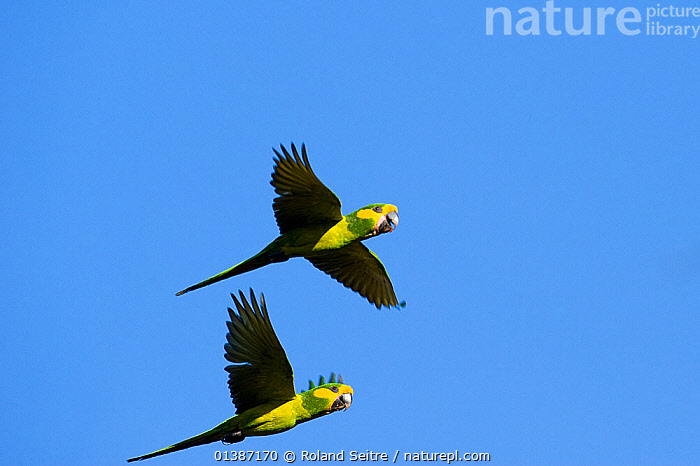 Stock photo of Yellow-eared Parrots (Ognorhynchus icterotis) in flight ...